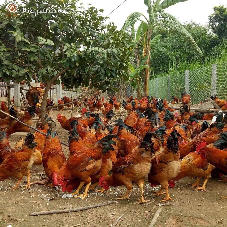 Đặc điểm gà ta lai - Trại Giống Thu Hà